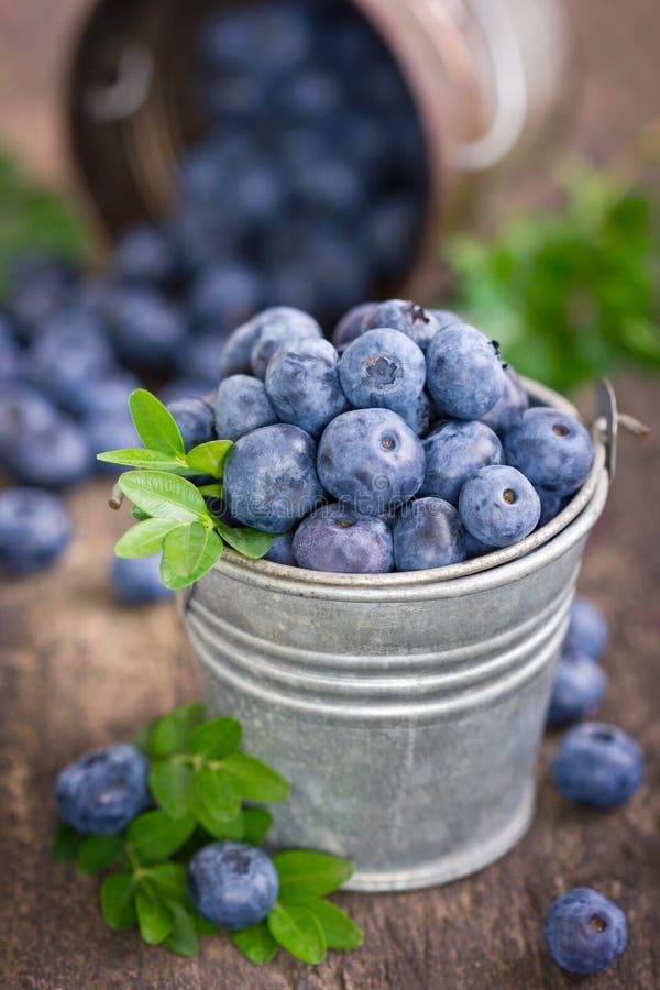 Cute Little Girl Picking Fresh Berries on Organic Blueberry Farm on ...