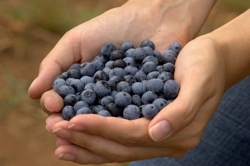 Pints of Blue Berries stock image. Image of farm, harvest - 15161825