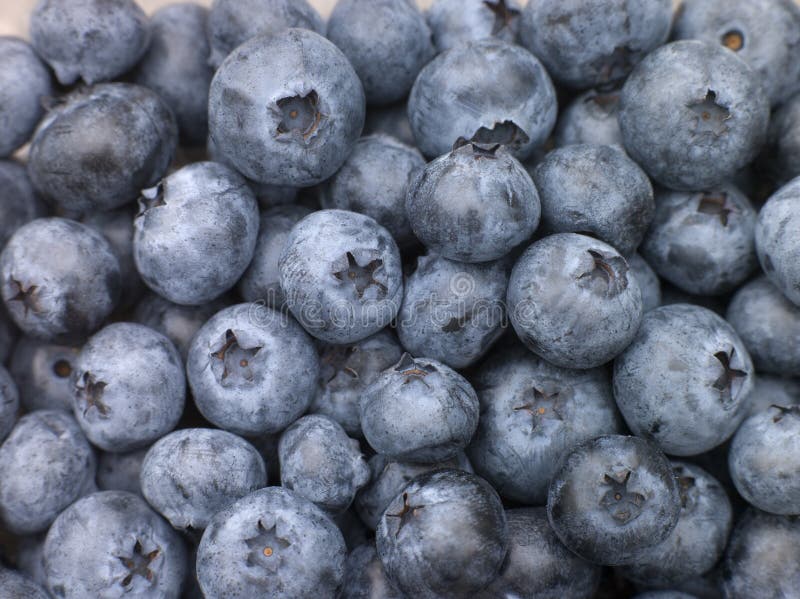 Fresh Blueberries stock image. Image of groceries, fruit - 7229719