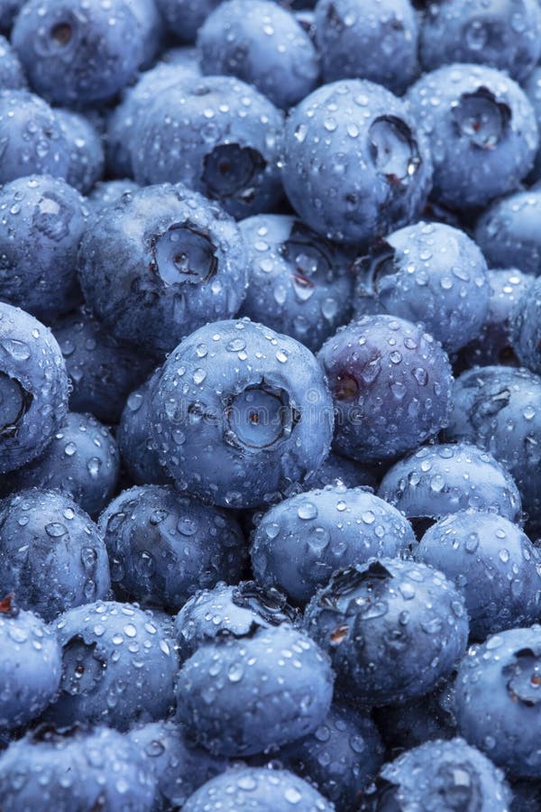 Blueberries stock image. Image of blueberries, fruit - 22489571