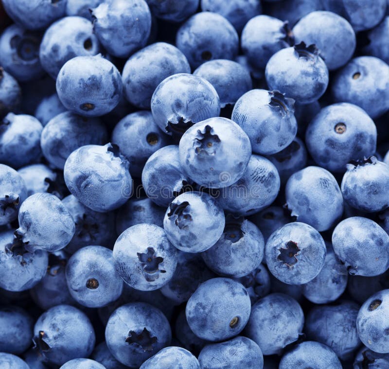 Group of blueberries stock photo. Image of fresh, berries - 15689072
