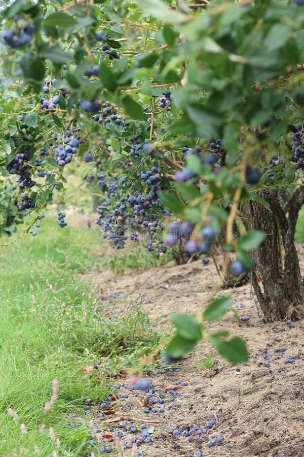 Fresh blueberries bush stock image. Image of delicious - 74865875