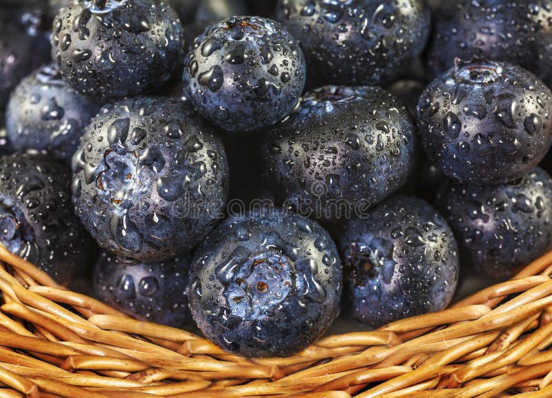 Fresh Blueberries Fruits with Water Drops. Stock Photo - Image of ...