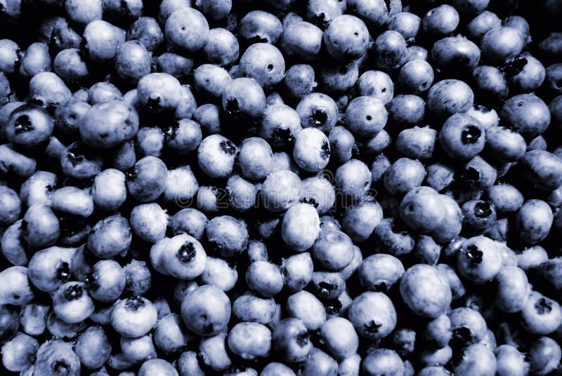 Fresh Blueberries stock photo. Image of food, blueberry - 61280494