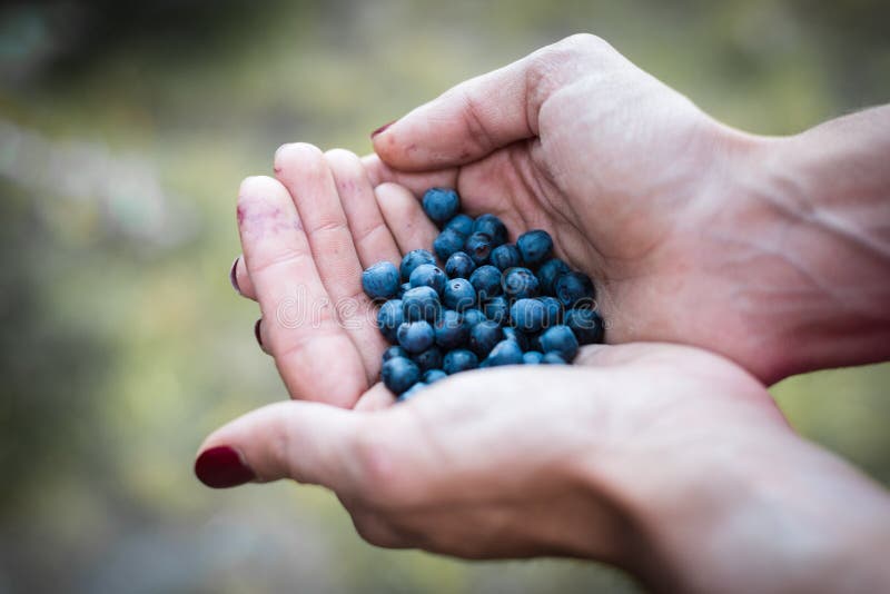 Fresh blueberries in hand stock image. Image of horizontal - 102708151