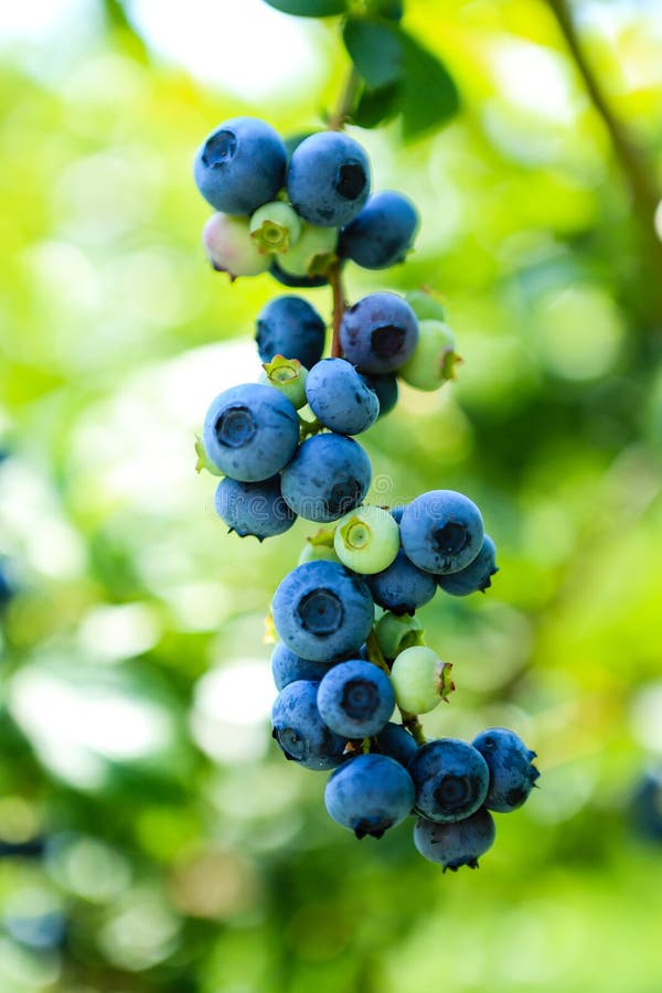 Fresh Blueberries stock photo. Image of fresh, freshness - 32238968
