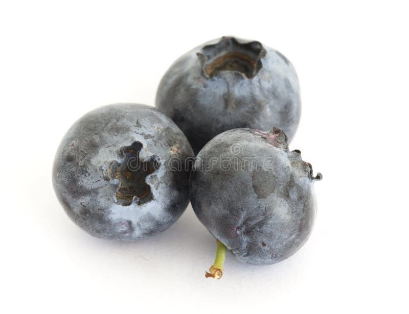 Moldy blueberries stock photo. Image of cutout, blue, copy - 7985266
