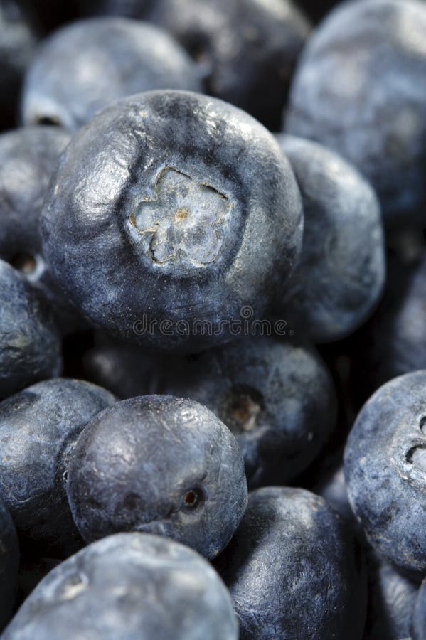 Fresh Blueberry Picture. Image: 8332426