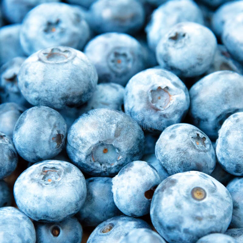 Fresh Blueberry Background. Blueberries Texture Close Up Stock Photo ...