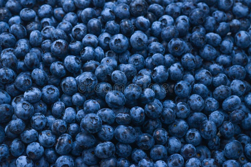 Fresh Blueberry Background. Texture Blueberry Berries Close Up Stock ...