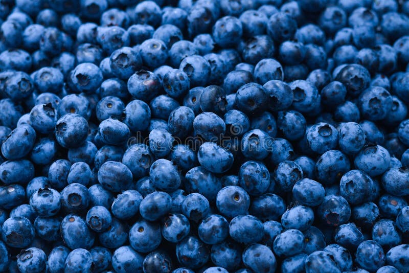 Fresh Blueberry Background. Texture Blueberry Berries Close Up Stock ...