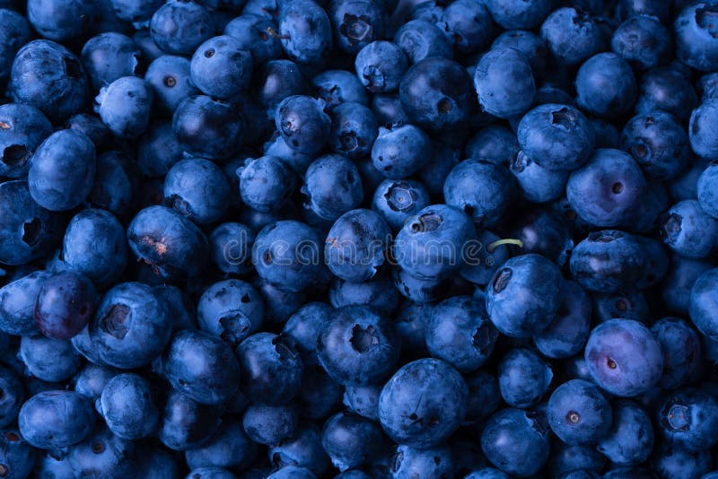 Fresh Blueberry Background. Texture Blueberry Berries Close Up Stock ...