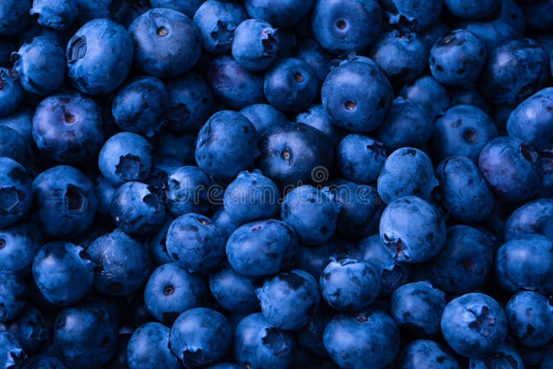 Fresh Blueberry Background. Texture Blueberry Berries Close Up Stock ...