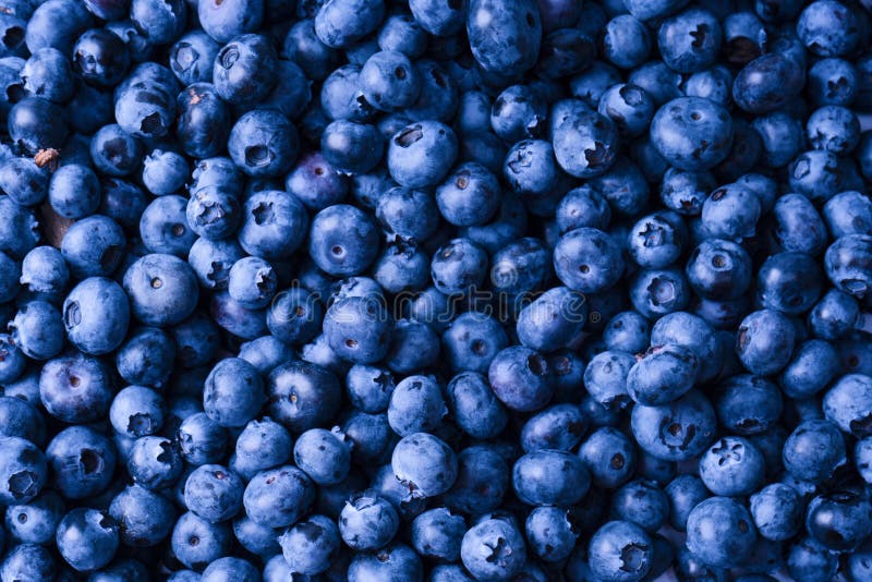 Fresh Blueberry Background. Texture Blueberry Berries Close Up Stock ...