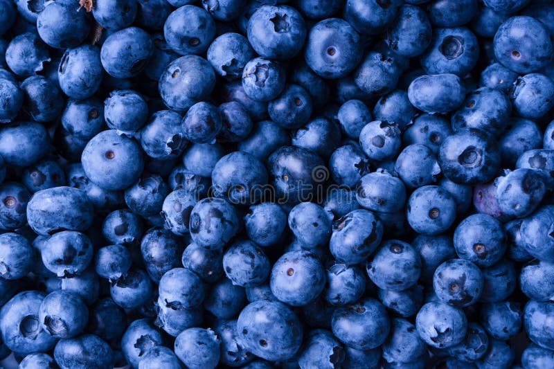 Fresh Blueberry Background. Texture Blueberry Berries Close Up Stock ...