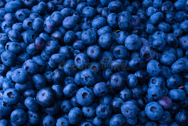 Fresh Blueberry Background. Texture Blueberry Berries Close Up Stock ...