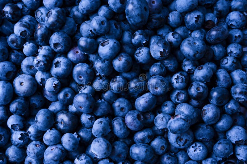 Fresh Blueberry Background. Texture Blueberry Berries Close Up Stock ...
