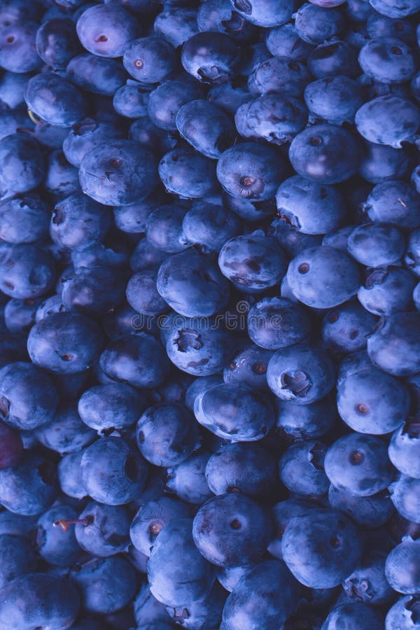 Fresh Blueberry Background. Texture Blueberry Berries Close Up Stock ...