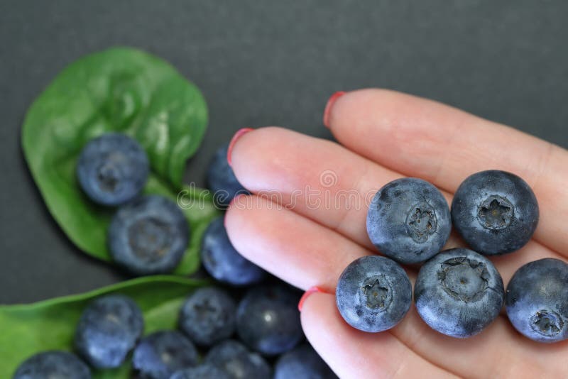 Blueberry in the hands stock photo. Image of dessert - 67589624
