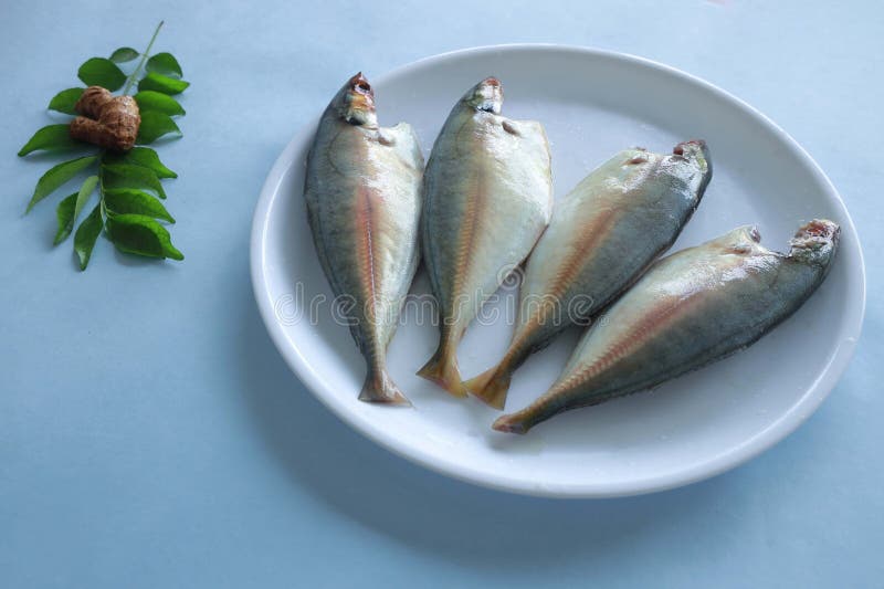 Fresh Bluefin fish stock image. Image of scales, healthy - 344608953