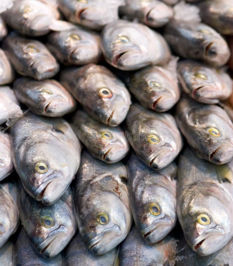 Fresh Bluefish stock image. Image of seafood, industry - 2405391