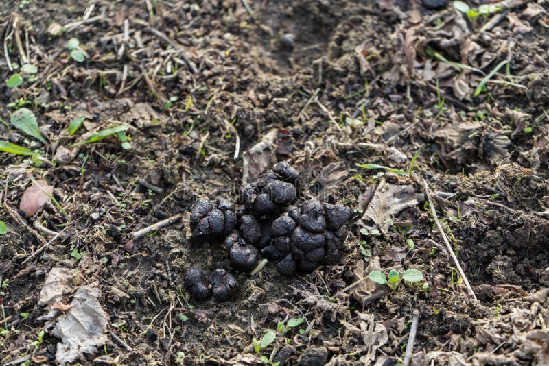 Wild boar poop stock image. Image of wild, market, excrement - 225436389