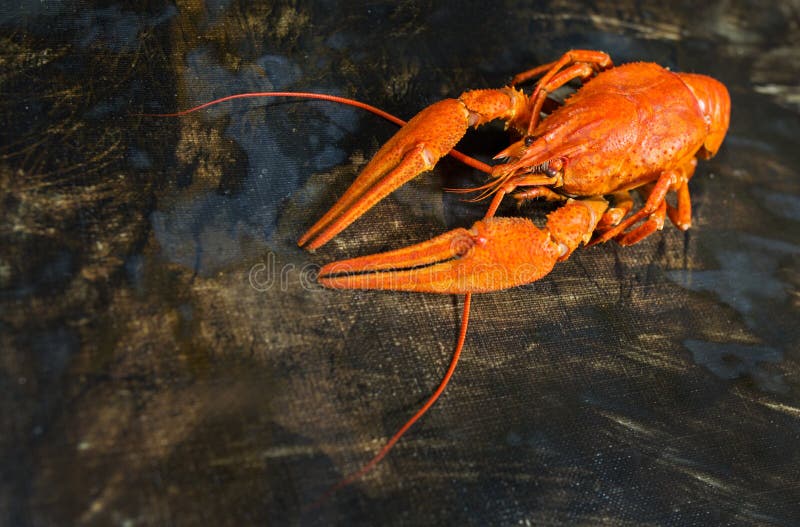 Fresh boiled crawfish stock image. Image of cooked, appetizing - 34905413