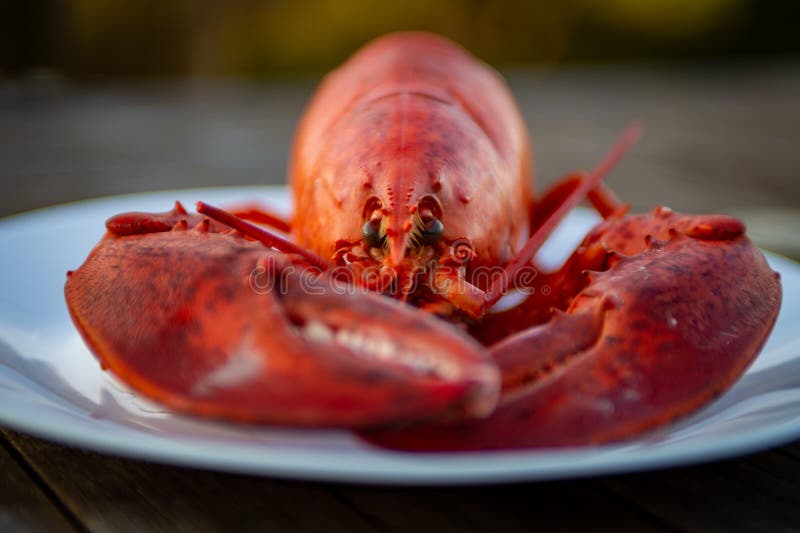 Fresh Boiled Lobster stock photo. Image of single, dinner - 384543926