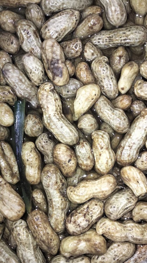 Fresh Boiled Peanuts from Garden Stock Image - Image of peanuts, boiled ...