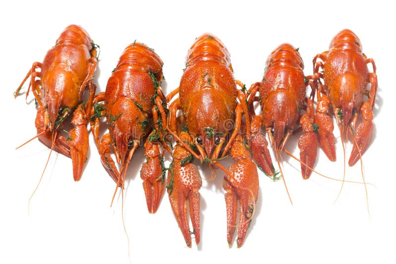 Fresh Boiled Red Crayfish In A Row With Herbs Isolated On White ...