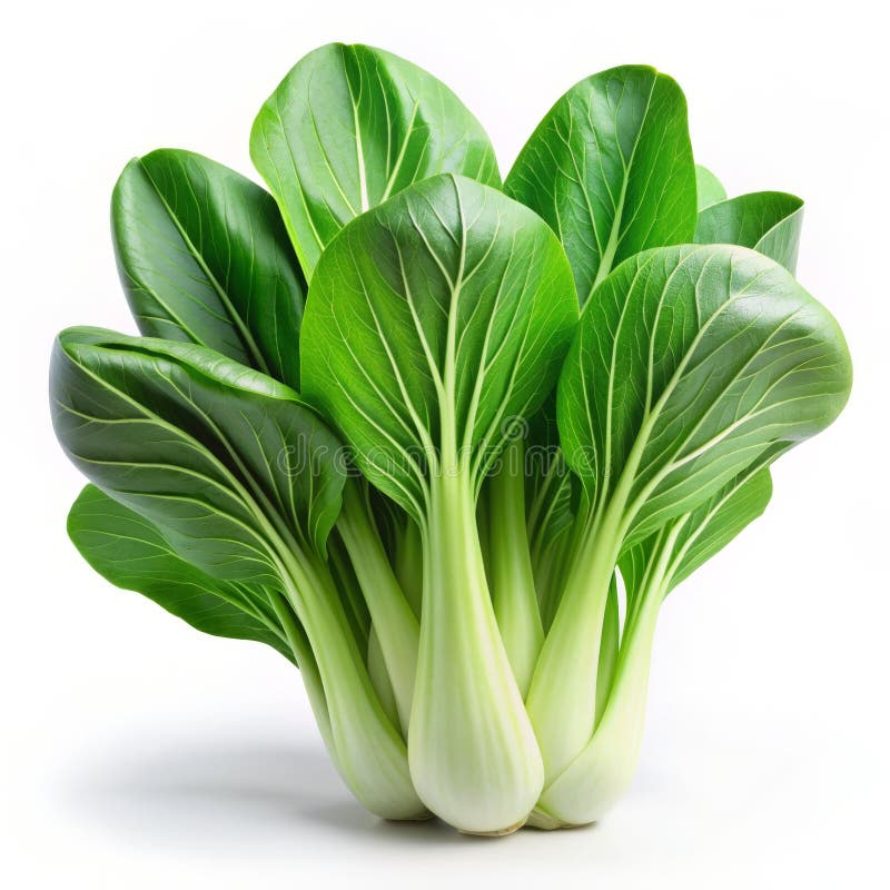 Fresh Bok Choy Isolated on White Stock Illustration - Illustration of ...