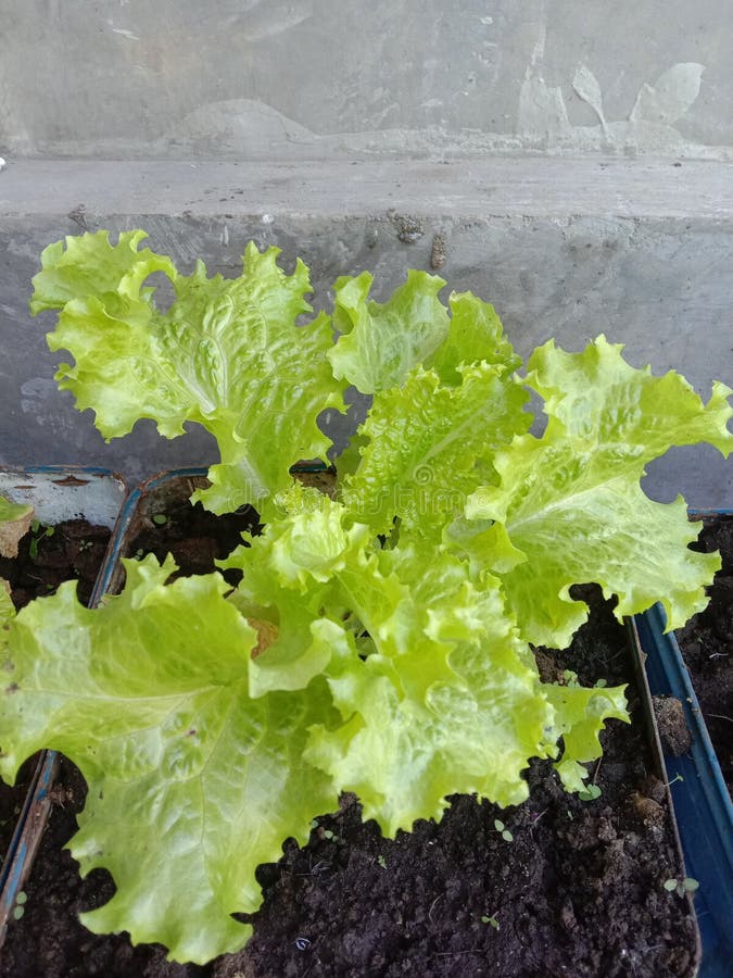 Fresh Bokor Lettuce Vegetables Planted in Pots Stock Photo - Image of lettuce, planted: 287105306