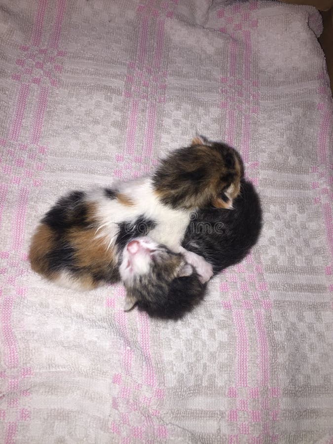 Fresh born kitty stock photo. Image of planet, hour, born - 88643634