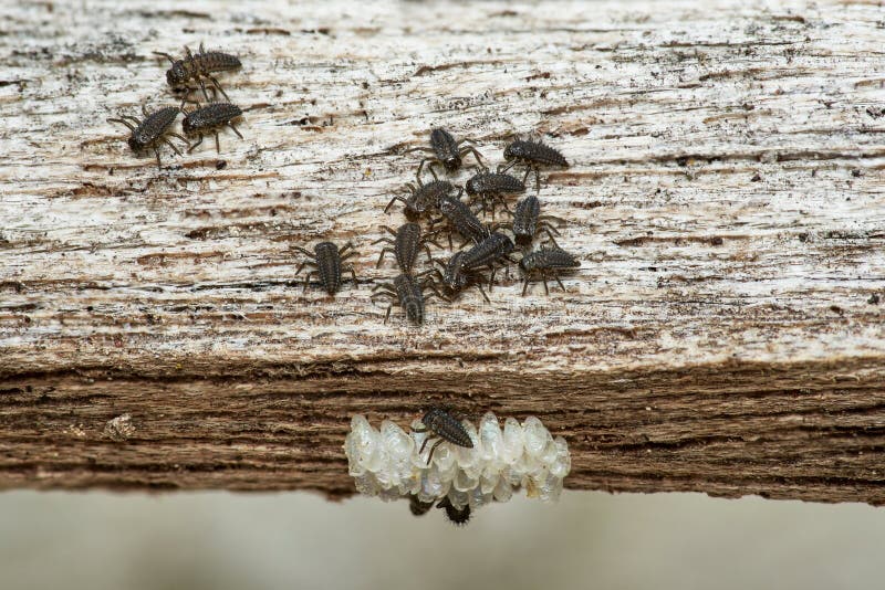 Hatching of Ladybug Larvae from Eggs Stock Image - Image of ...