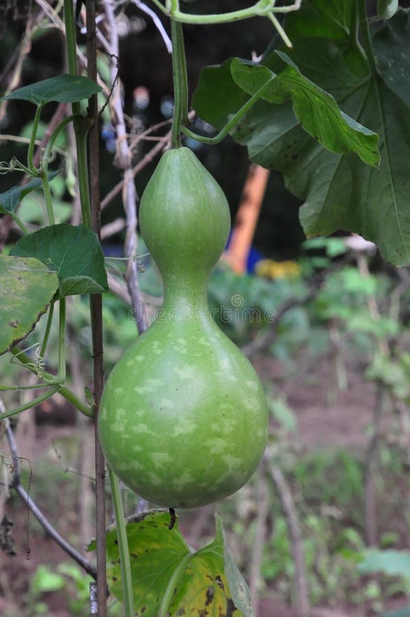 Fresh Bottle Gourd in Vine in a Vegetable Garden. Stock Image - Image ...