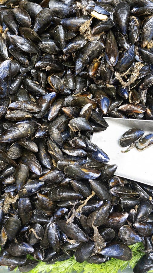 Fresh Bouchot Mussel on the Seller Stall Background Stock Photo - Image ...