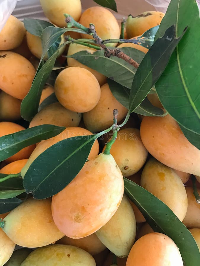 Fresh Bouea Macrophylla with Leaf Stock Photo - Image of mango ...