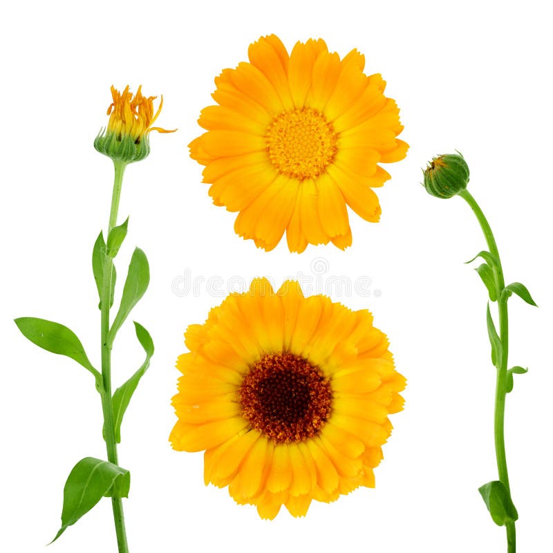 Three calendula flowers stock image. Image of three, decorative - 11830709