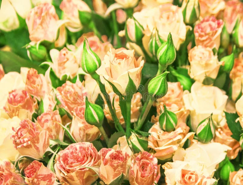 Fresh Bouquet of Pink Roses Stock Image - Image of holiday, fantasy ...