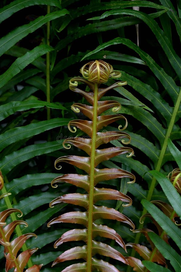 Fresh Branch of Brazilian Dwarf Tree Fern. Stock Photo - Image of ...