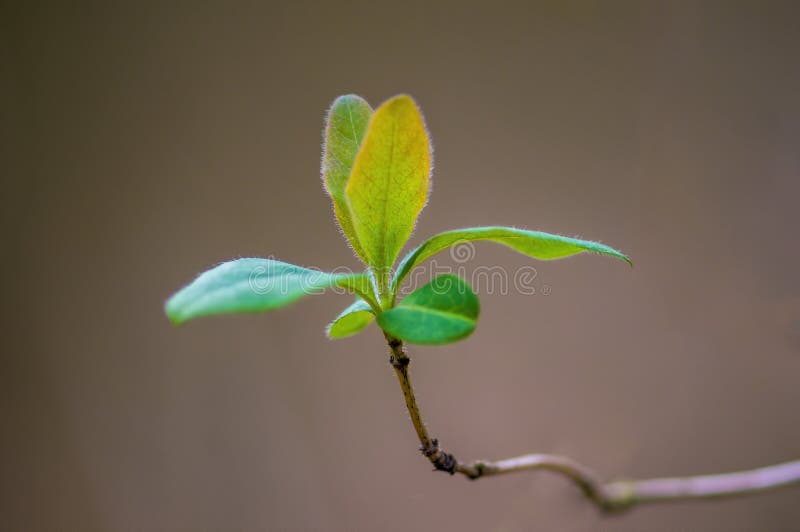 A Fresh Branch with Green Leaves in the Forest Stock Image - Image of ...