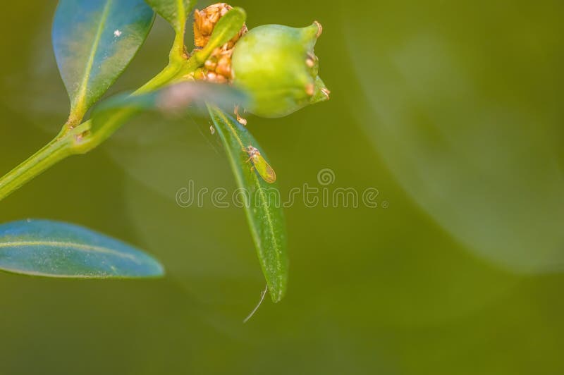 A Fresh Branch with Green Leaves in the Forest Stock Image - Image of ...