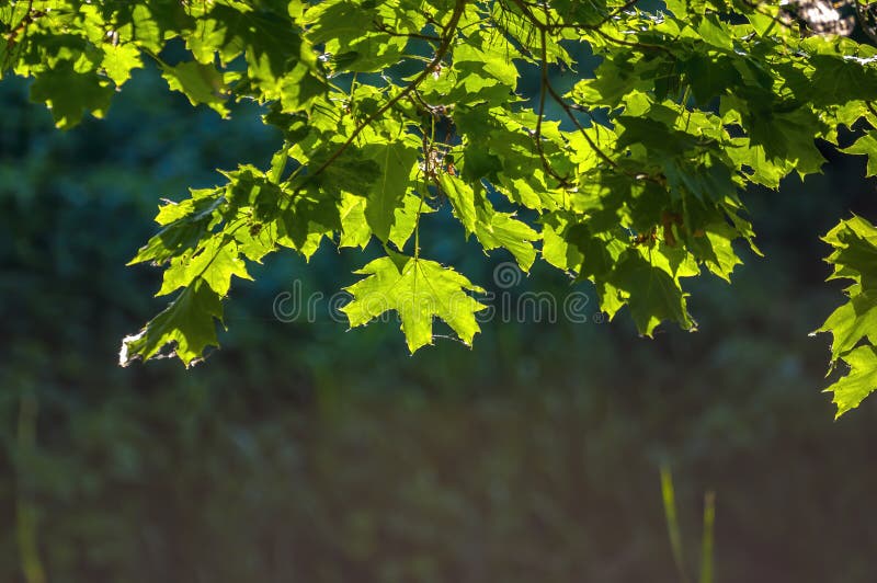 A Fresh Branch with Green Leaves in the Forest Stock Photo - Image of ...