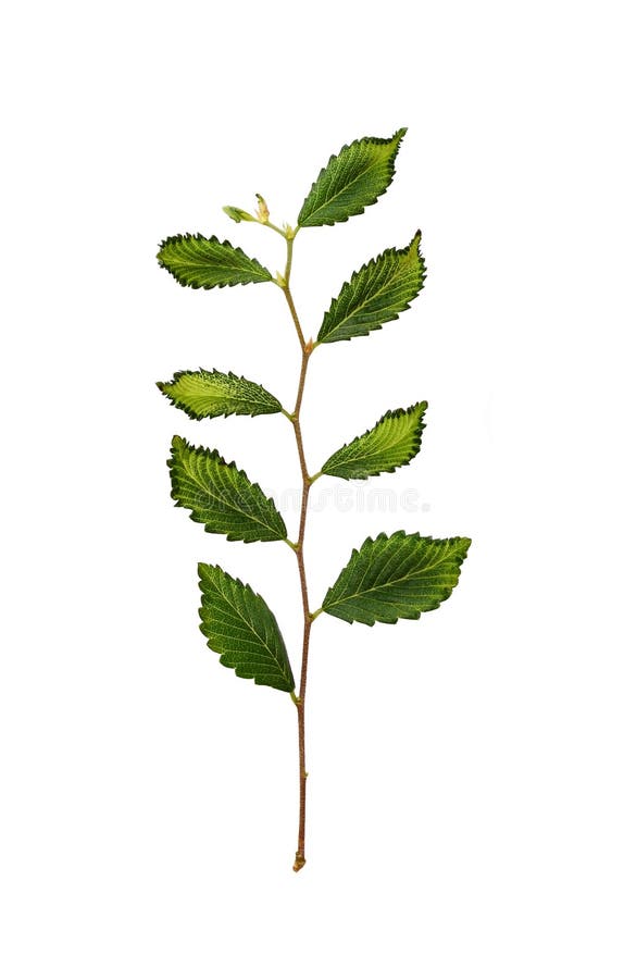 Fresh Branch With Green Leaves Stock Photo - Image of bloom, botanical ...