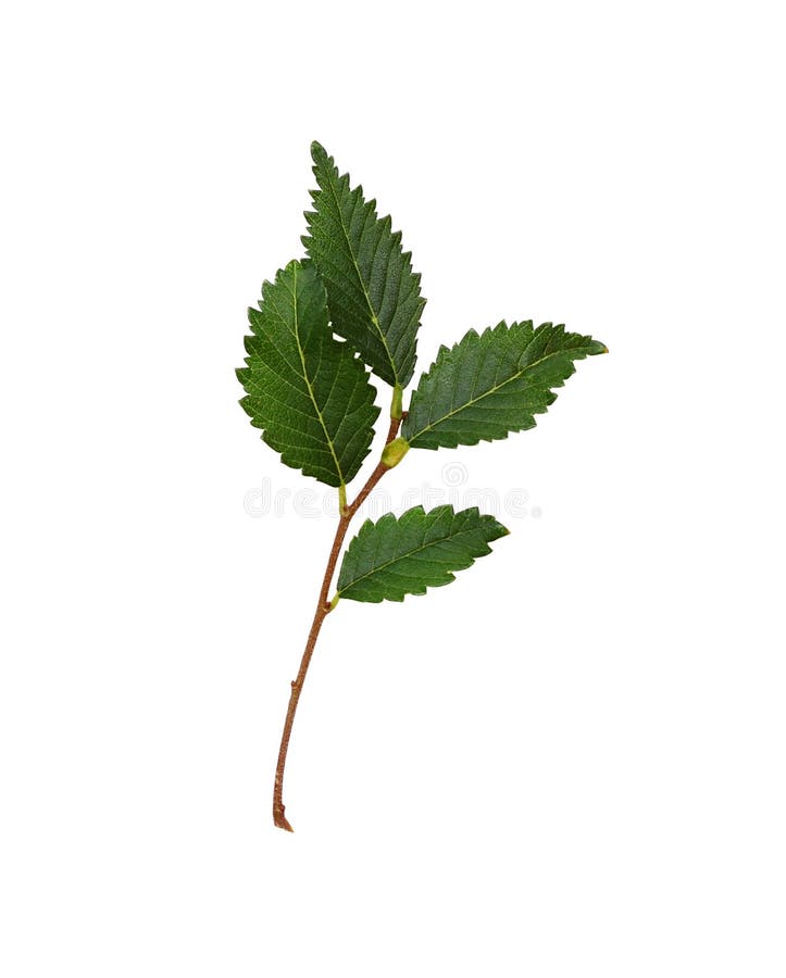 Fresh Branch with Green Leaves Stock Photo - Image of macro, closeup ...