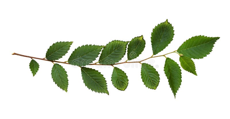 Fresh Branch with Green Leaves Stock Photo - Image of tree, beauty ...