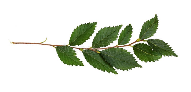 Fresh Branch with Green Leaves Stock Image - Image of vein, leaves ...