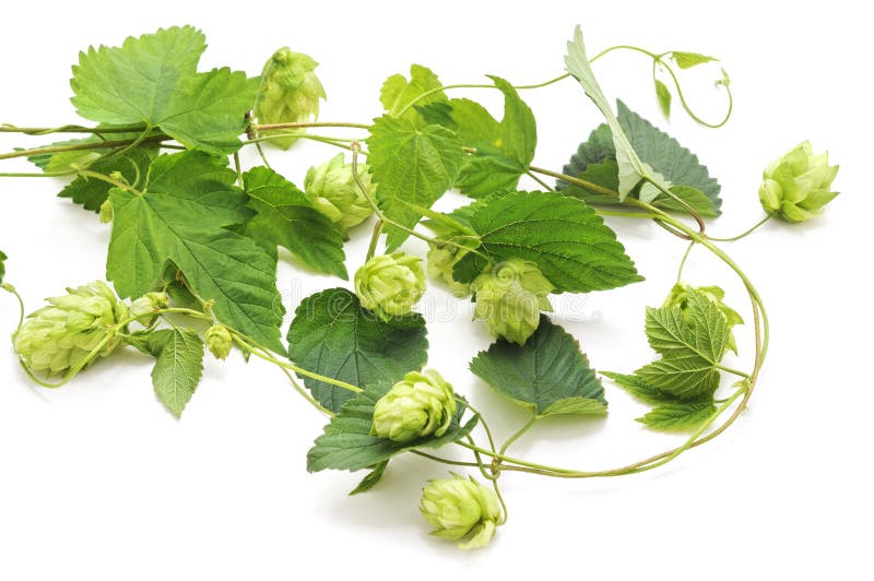 Fresh branch of hops. stock image. Image of herbaceous - 125614085