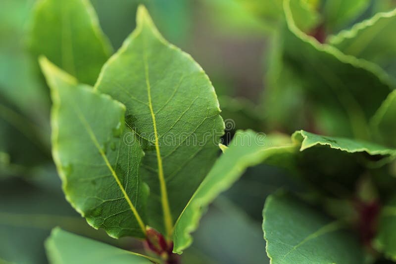 Fresh Branch of Laurel in the Garden Close Up Stock Image - Image of ...