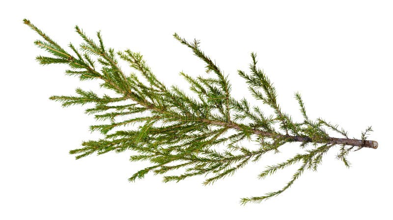 Single Branch of Spruce Tree Isolated on White Stock Image - Image of ...